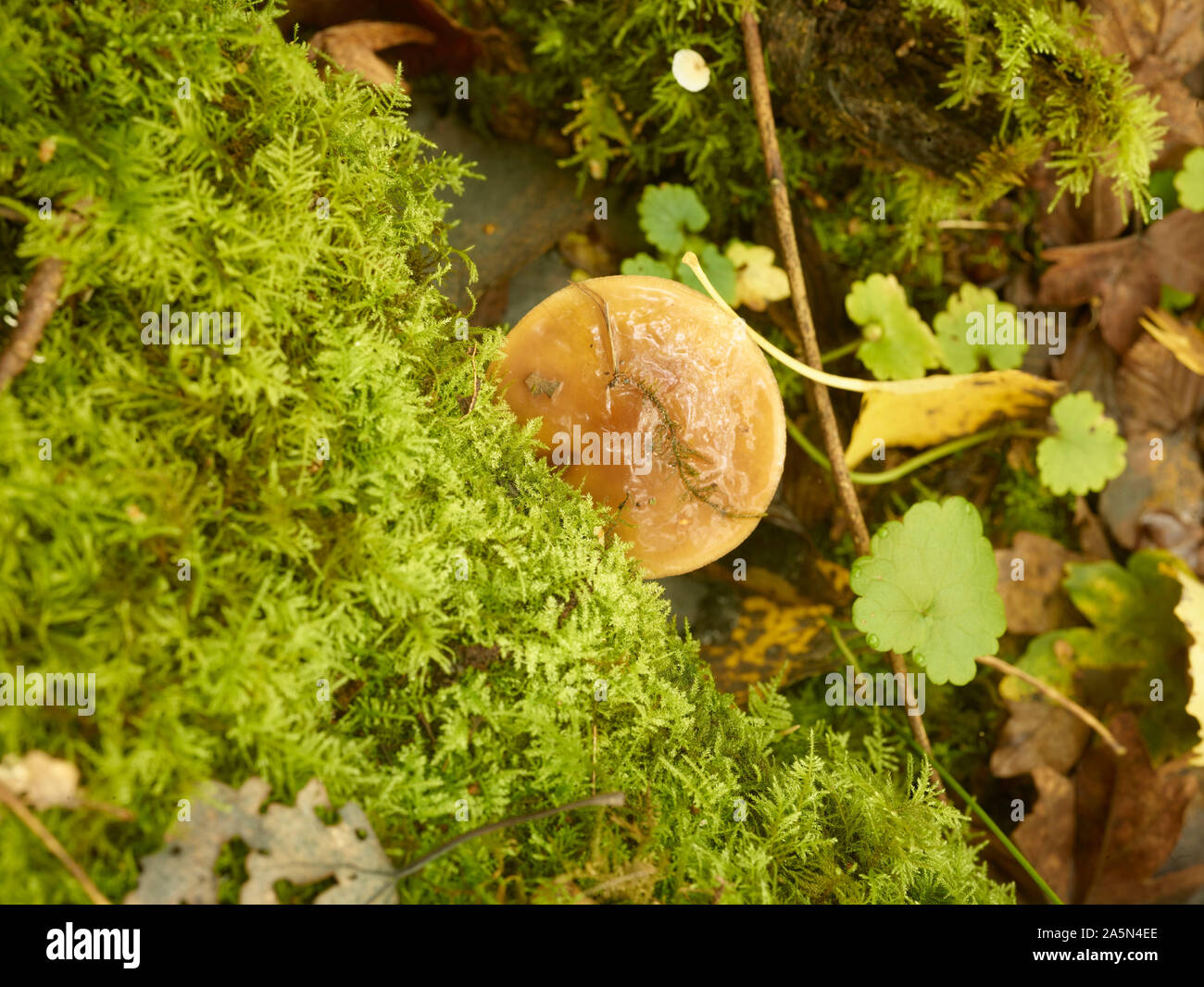 Intimate landscape of fungi and vegetation in close-up, Kent, England ...