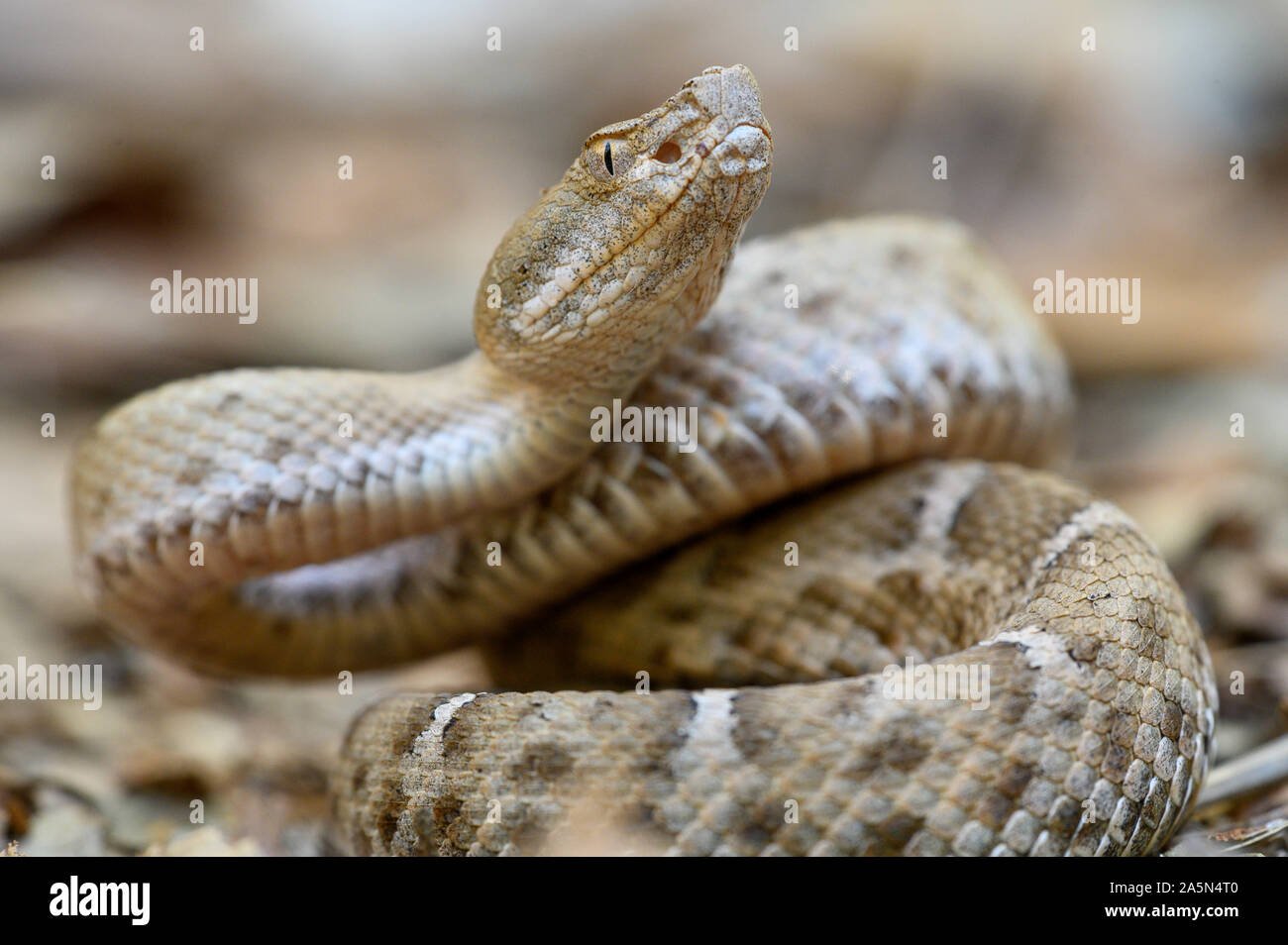 New Mexico Ridge-nosed Rattlesnake, (Crotalus willard obscurus), Sonora ...