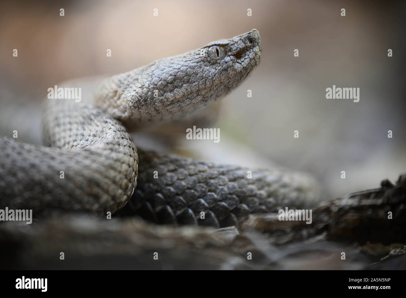New Mexico Ridge-nosed Rattlesnake, (Crotalus willard obscurus), Sonora ...