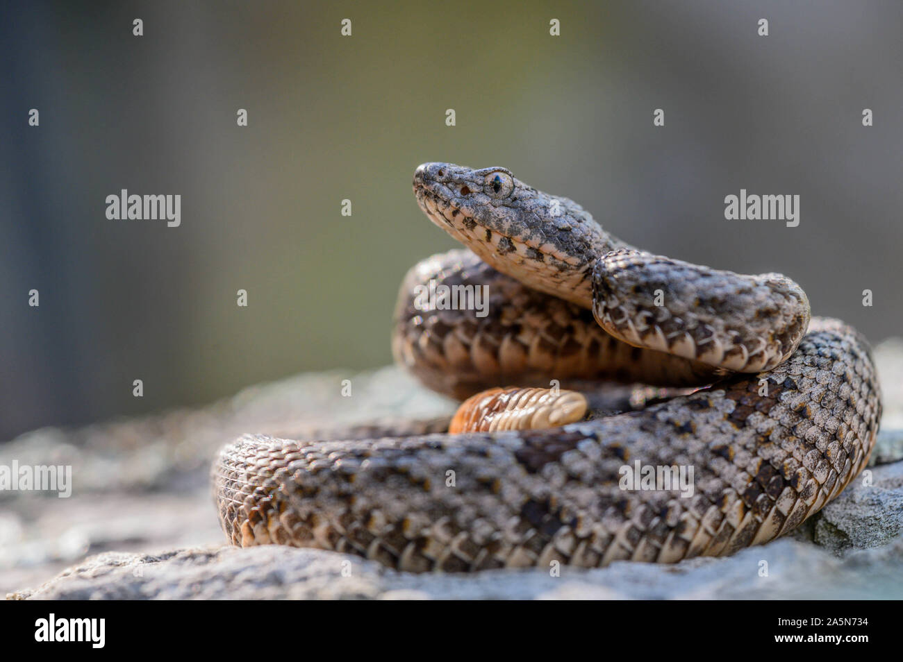 Juvenile Banded Rock Rattlesnake, (Crotalus lepidus klauberi), Sonora ...