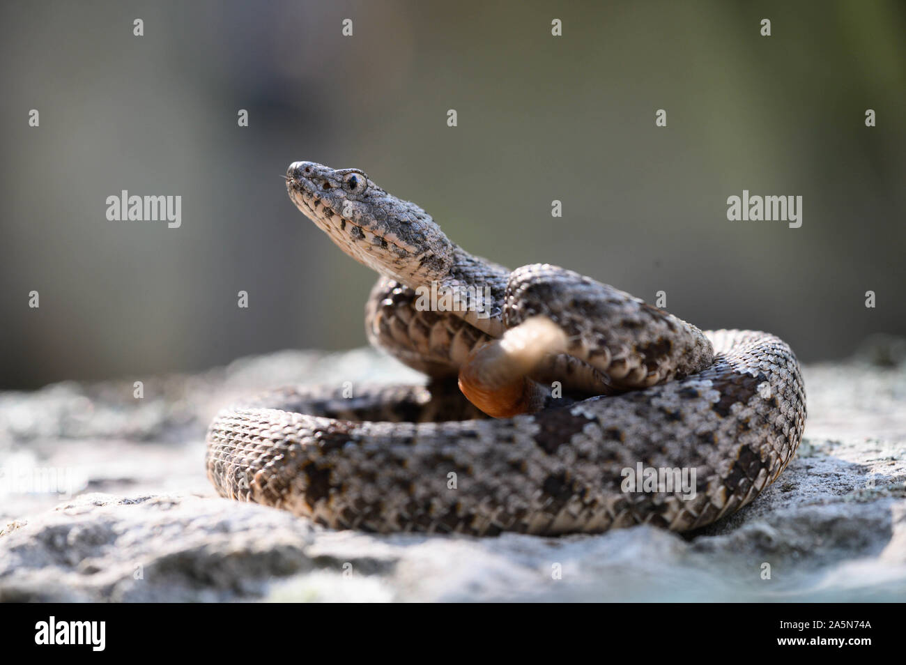 Juvenile Banded Rock Rattlesnake, (Crotalus lepidus klauberi), Sonora ...