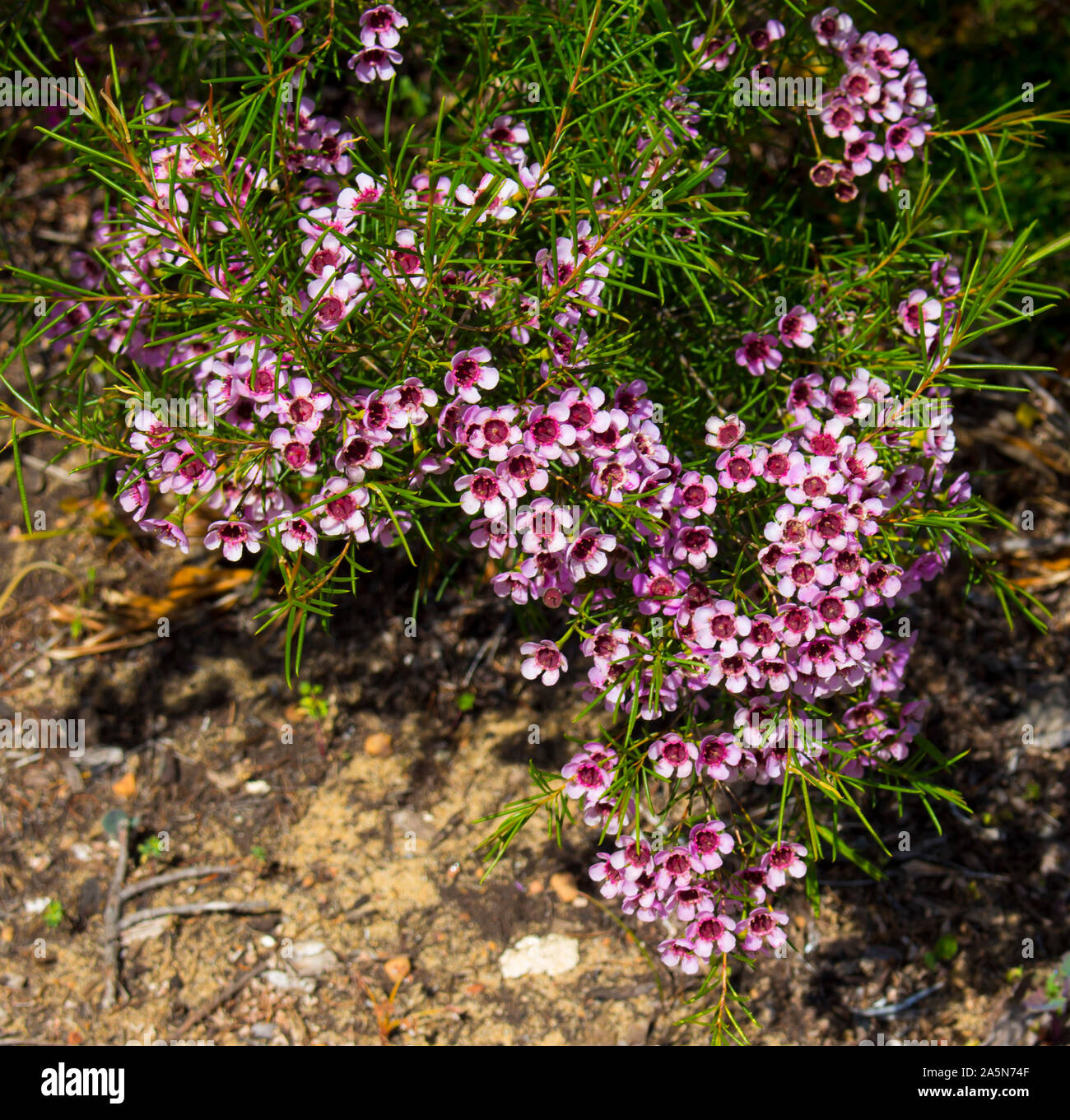 Geraldton hi-res stock photography and images - Alamy