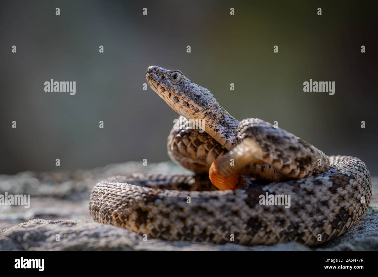 Juvenile Banded Rock Rattlesnake, (Crotalus lepidus klauberi), Sonora ...