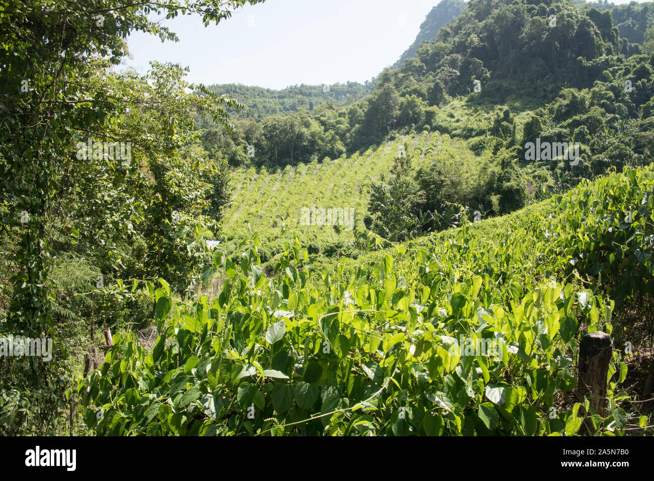 Sacha Inchi (Plukenetia volubilis) / Inca Peanuts plantation in rural ...