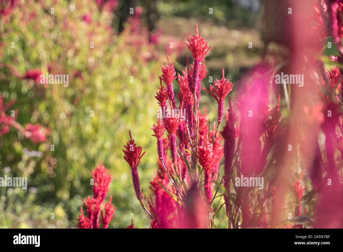 Bright purple red Celosia flowers / wool flowers in the hills of northern Laos (Celosia plumosa ...