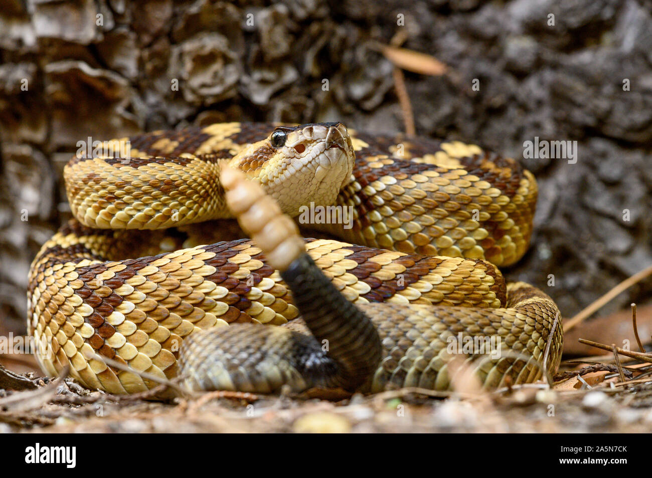 Western Black-tailed Rattlesnake, (Crotalus molossuss), Sonora, Mexico ...