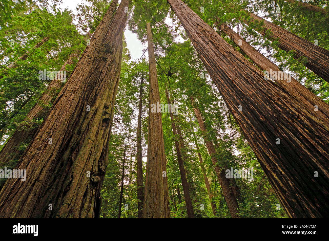 Coastal Redwoods on the California Coast Stock Photo - Alamy
