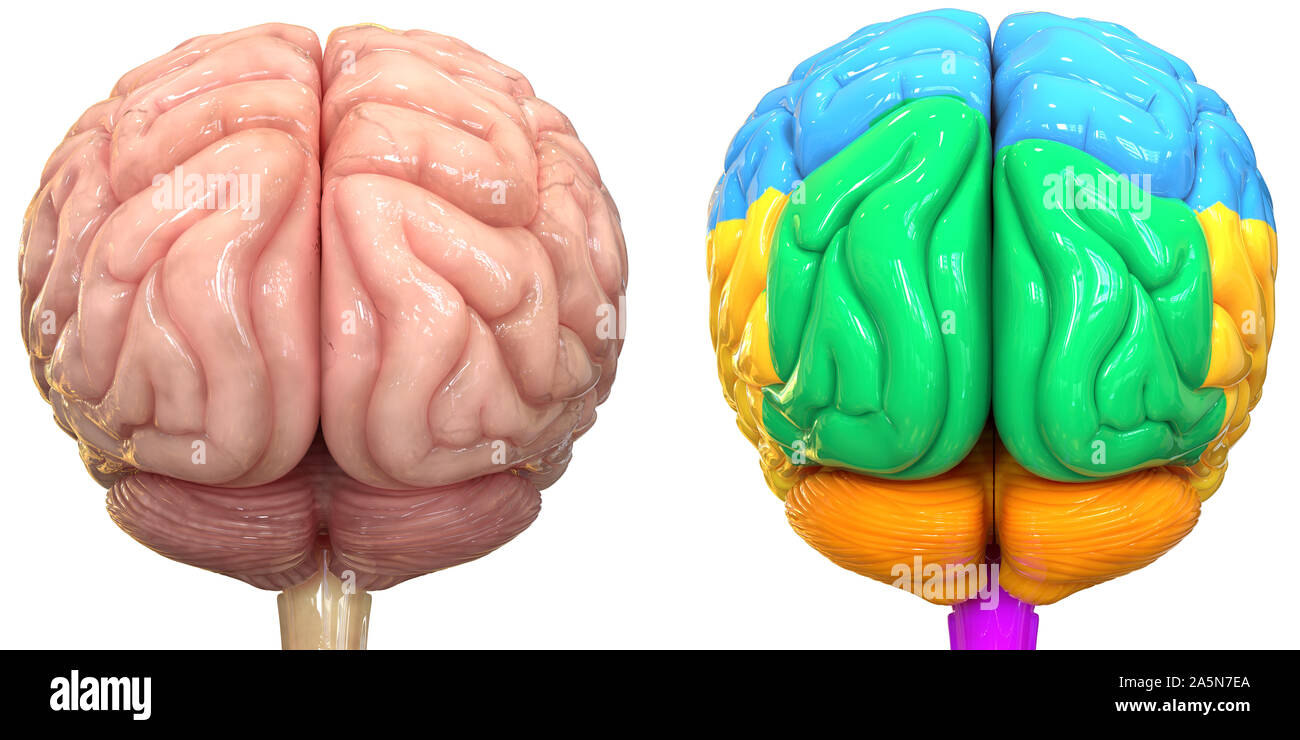 Central Organ of Human Nervous System Brain with Labels Anatomy ...