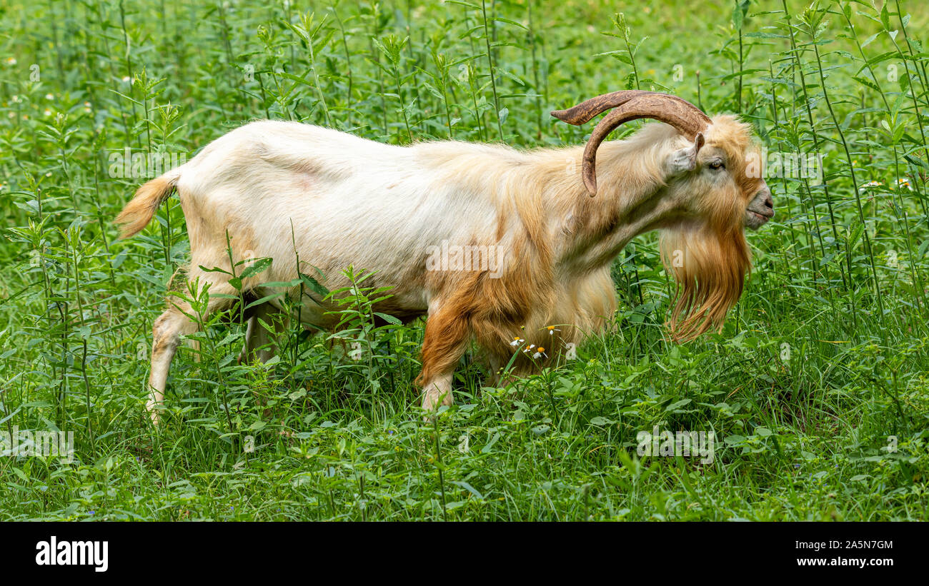 Pyrenean goat hi-res stock photography and images - Alamy