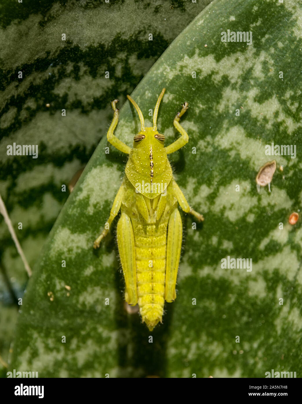 Locust nymph young hi-res stock photography and images - Alamy