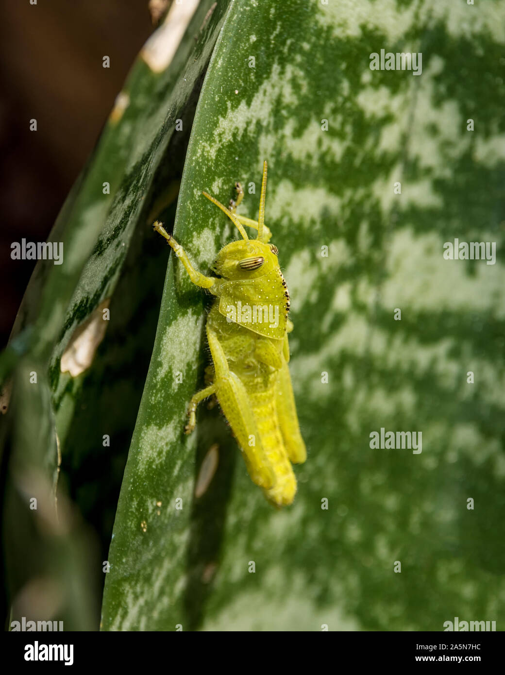A Garden Locust Nymph on an Aloe in Southern Africa Stock Photo - Alamy