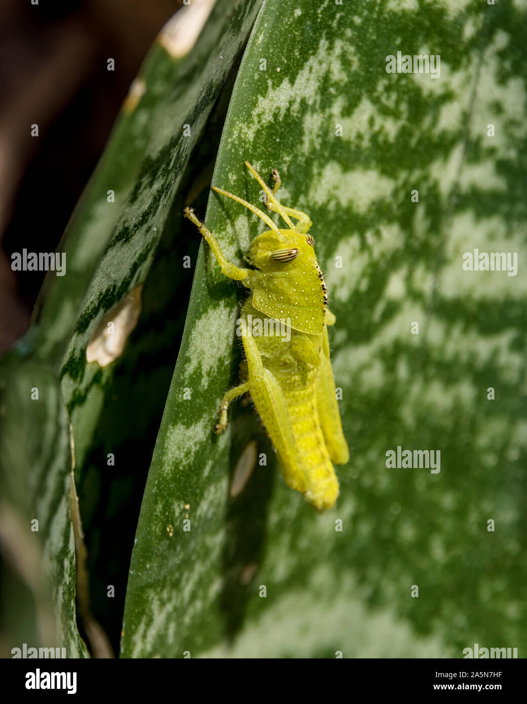 A Garden Locust Nymph on an Aloe in Southern Africa Stock Photo - Alamy