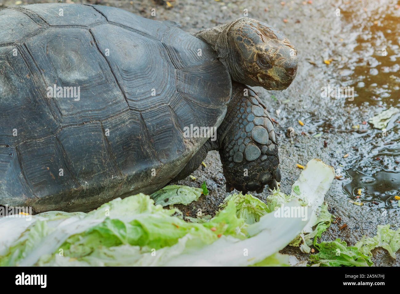 The turtle is resting after eating the Chinese cabbage Stock Photo - Alamy