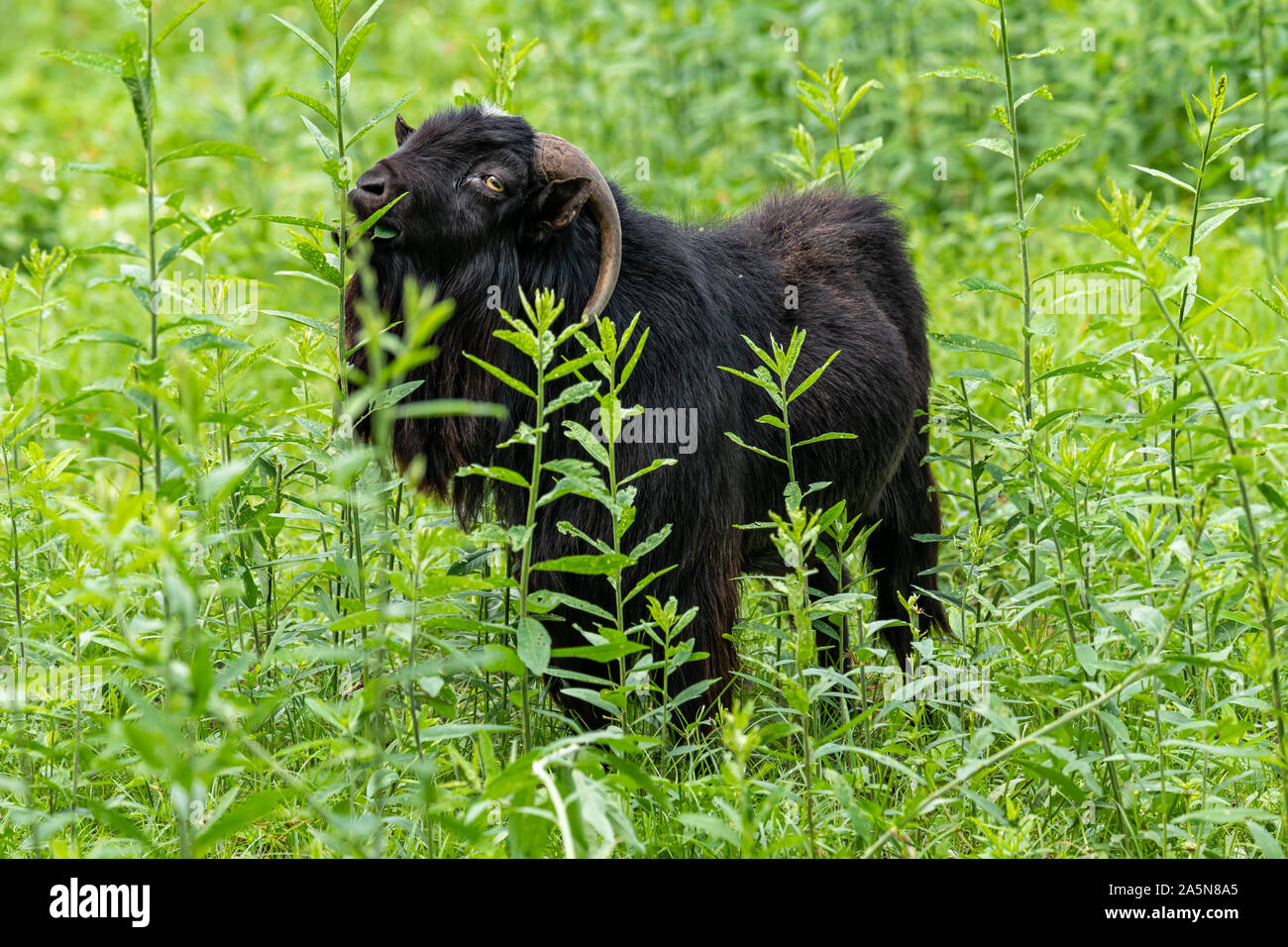 Black goat feeding hi-res stock photography and images - Alamy