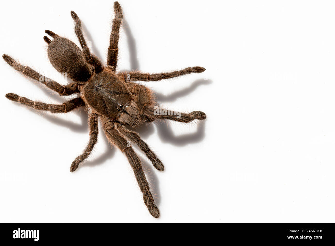 Asian species Tarantula spider Found in Thailand, the scientific name ...