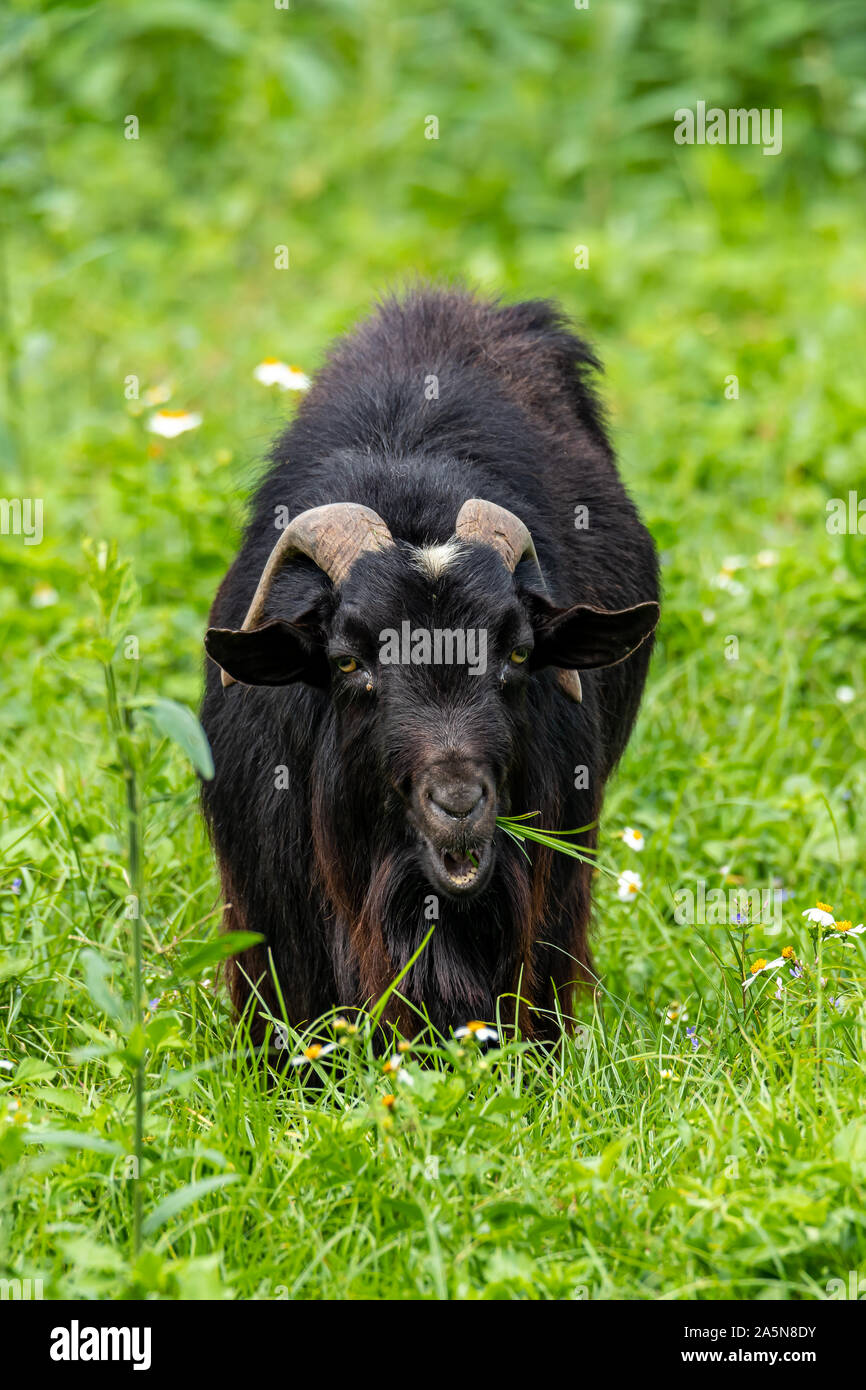 Pyrenean goat hi-res stock photography and images - Alamy