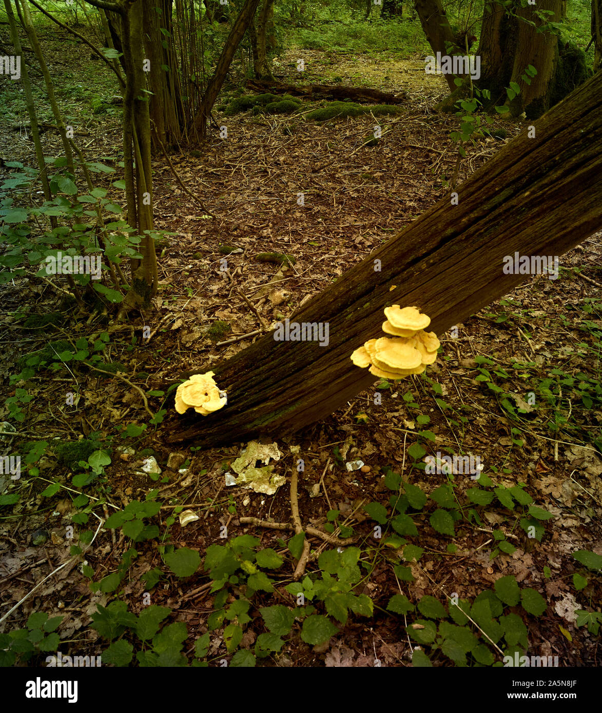 Illustrating Natures chaos with natural environment portraits Stock ...