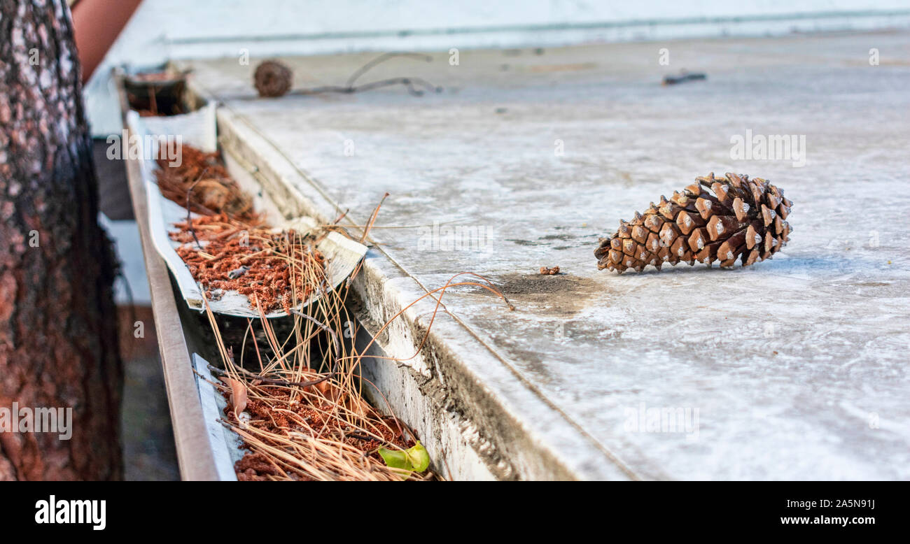 Roof gutter clogged with leaves, pine needles and debris. Damaged ...