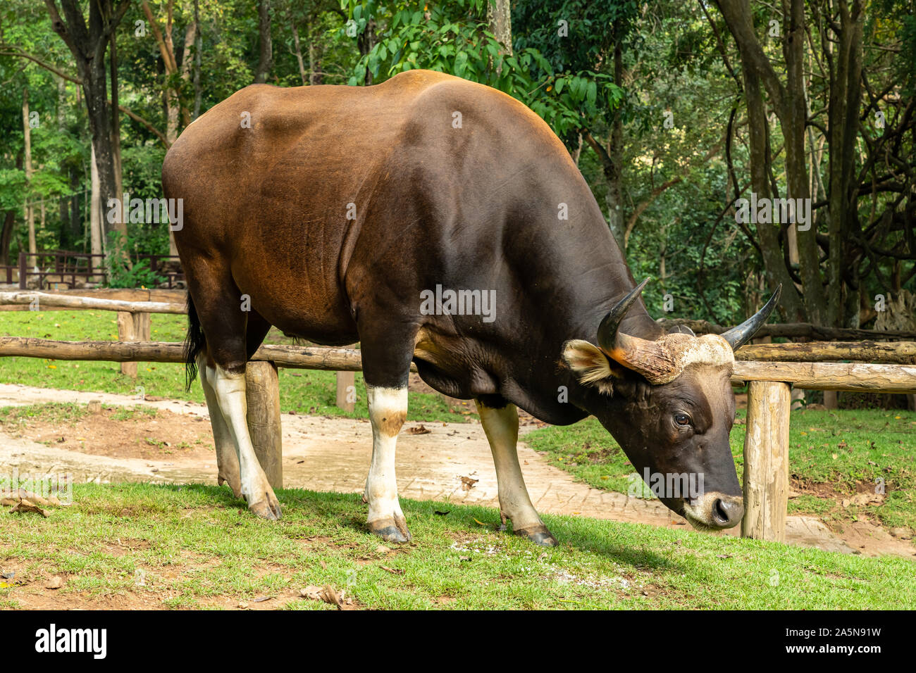 Male Javan Banteng (bos javanicus) one of the endangered species ...