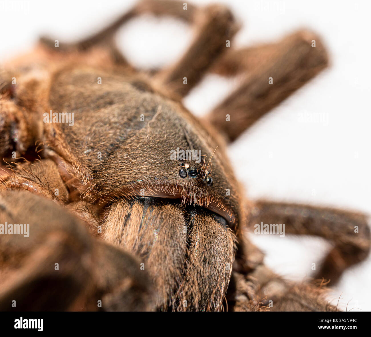 Asian species Tarantula spider Found in Thailand, the scientific name ...