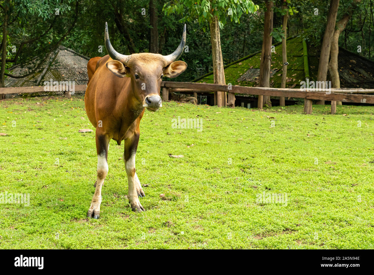 Male Javan Banteng (bos javanicus) one of the endangered species ...