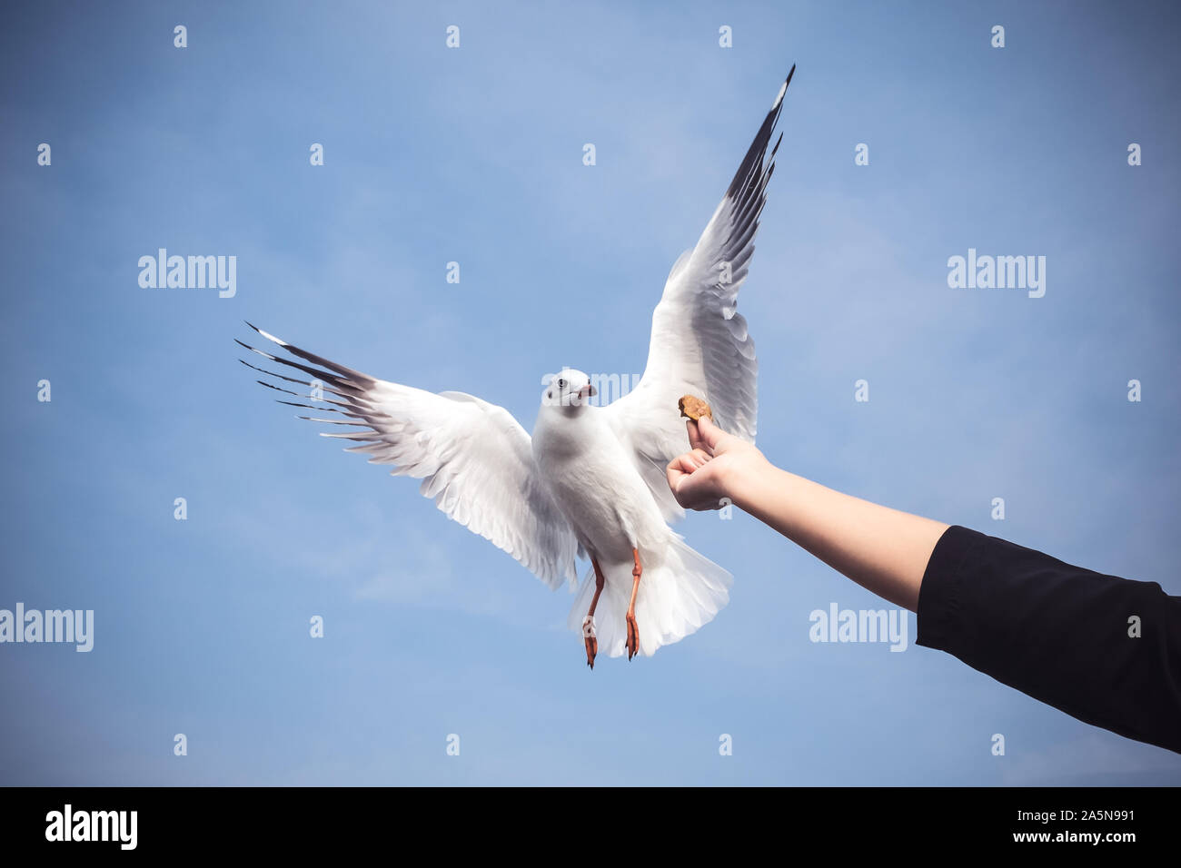 Closeup image of a person rising hand to feeding a beautiful feather ...