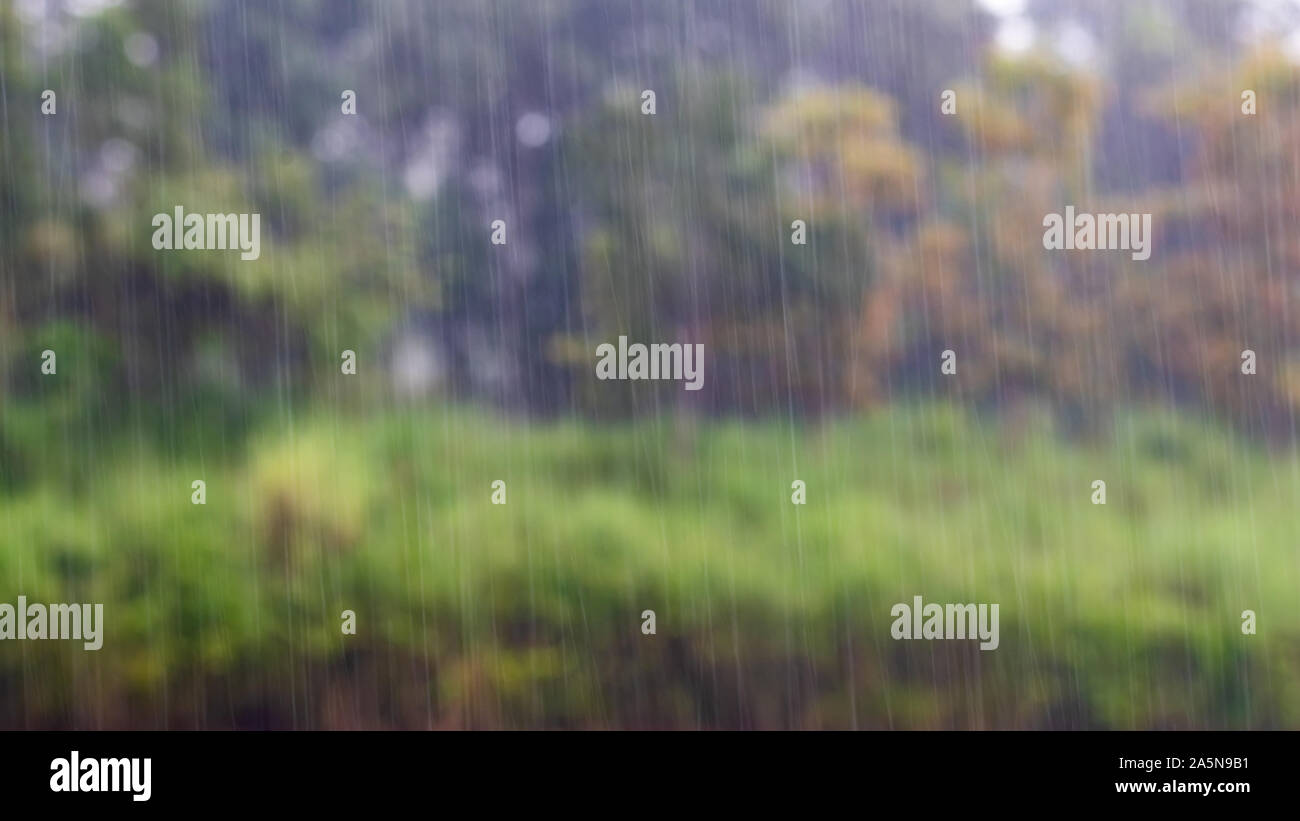 Heavy rain tropical forest hi-res stock photography and images - Alamy