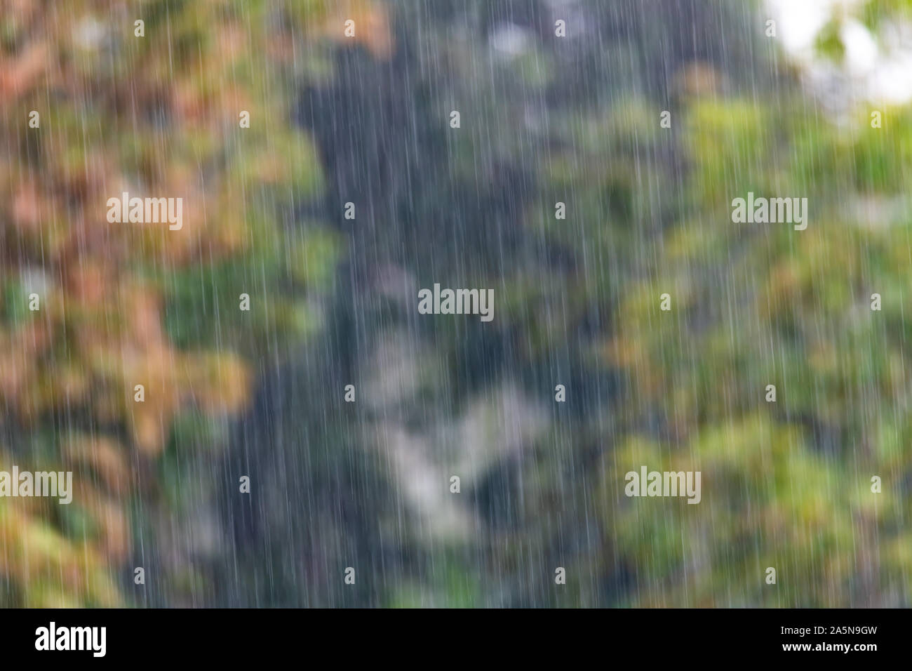 Heavy downpour of rain in tropical forest Stock Photo - Alamy