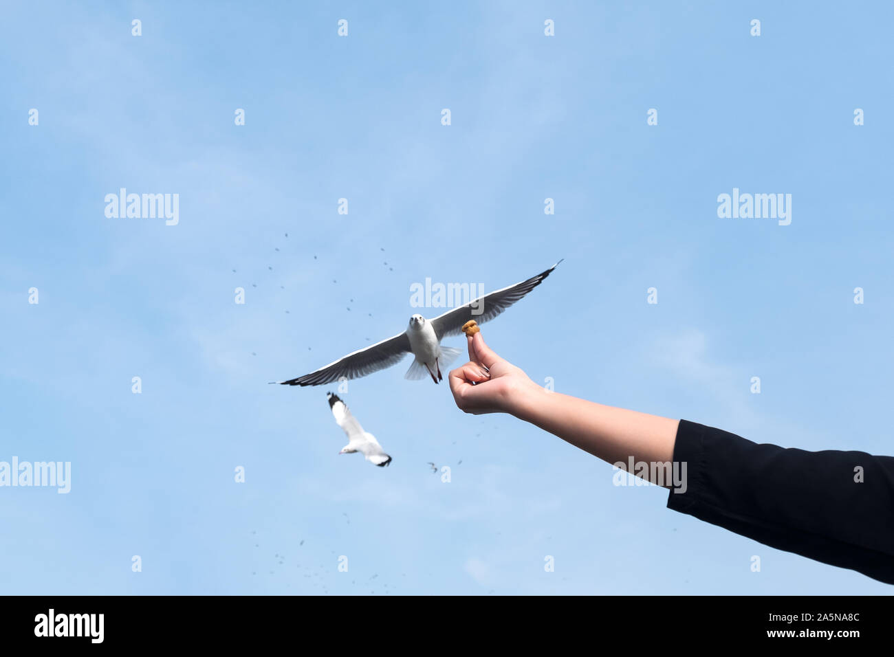Closeup image of a person rising hand to feeding a beautiful feather ...