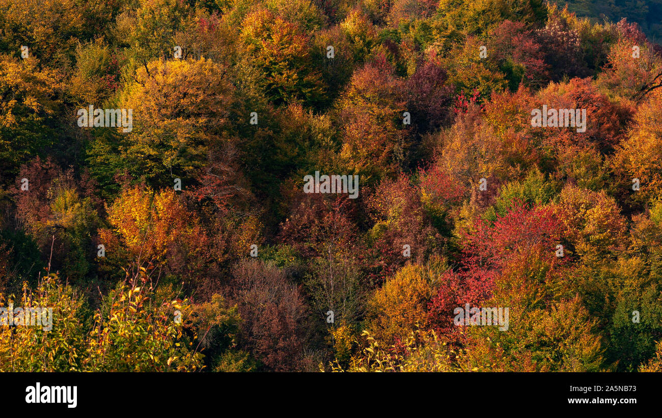 Colorful autumn mountain forest background Stock Photo - Alamy