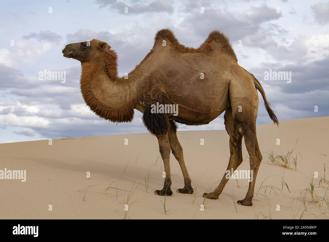 Bactrian camel walking in desert Stock Photo - Alamy