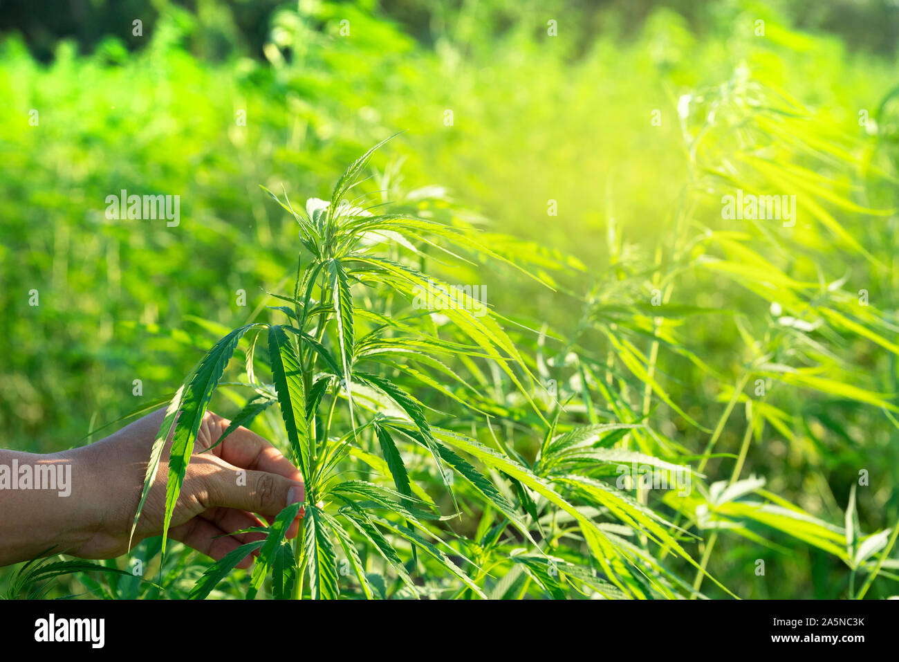 Hand dispensary hi-res stock photography and images - Alamy