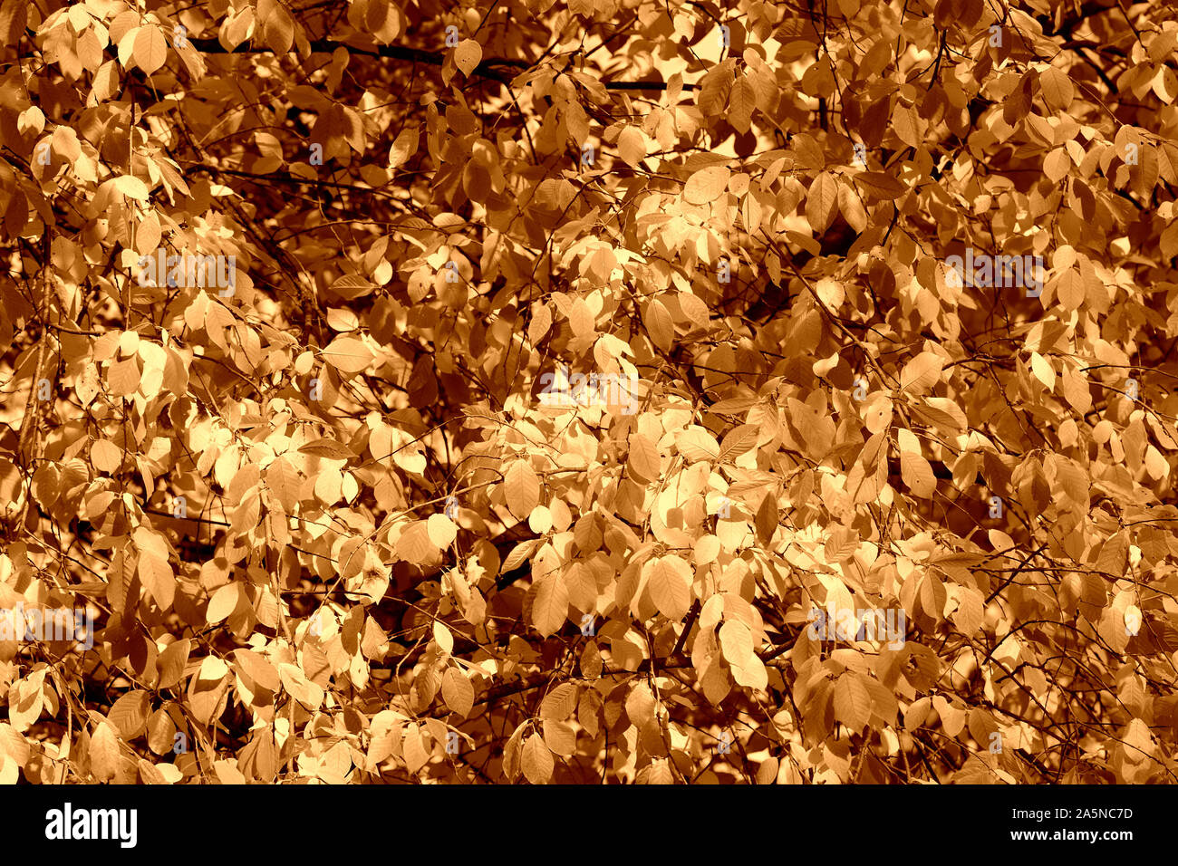 Cherry tree leaves hi-res stock photography and images - Alamy