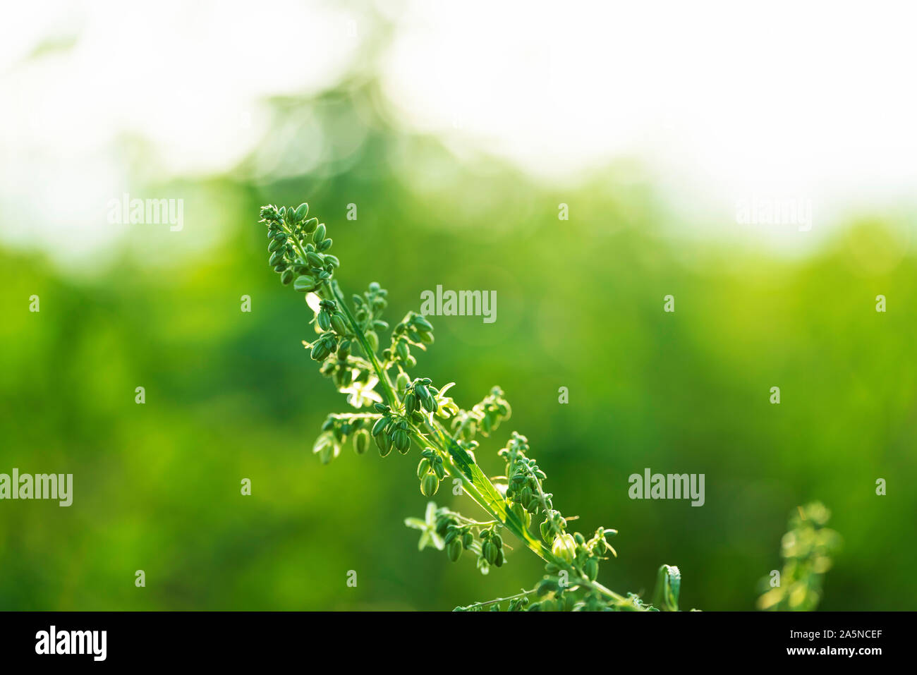 Close up of fresh cannabis (Marijuana) leaves with sunlight in ...