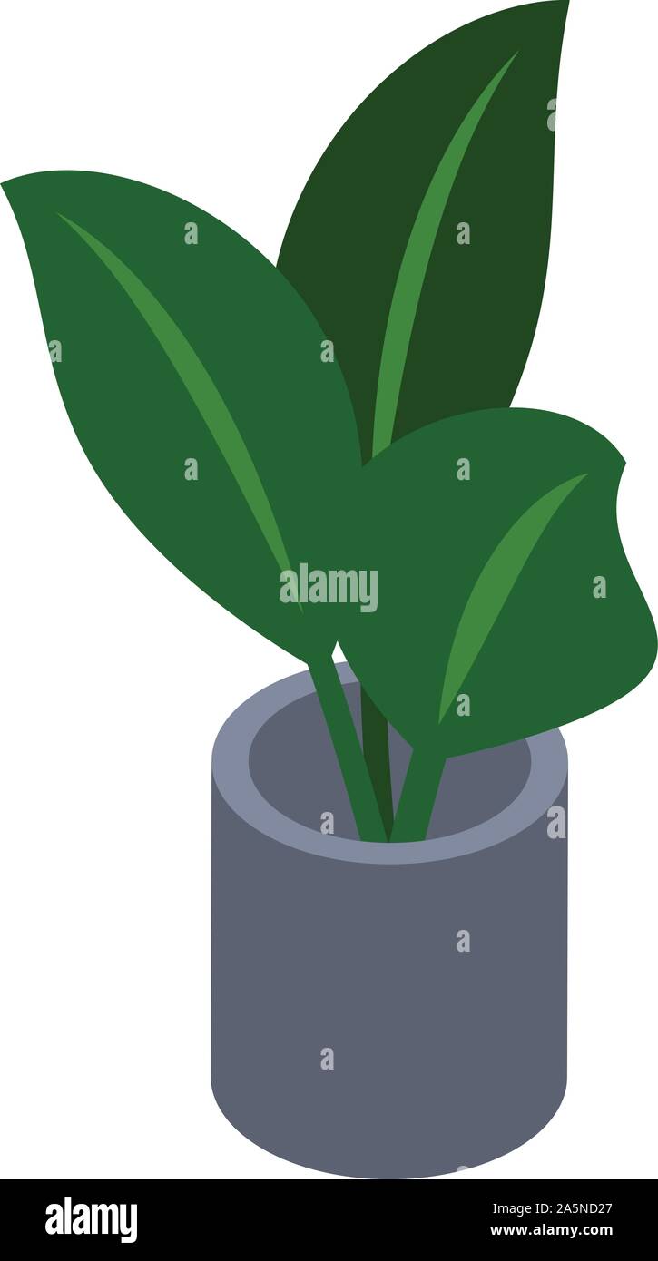 Office plant pot icon, isometric style Stock Vector Image & Art - Alamy
