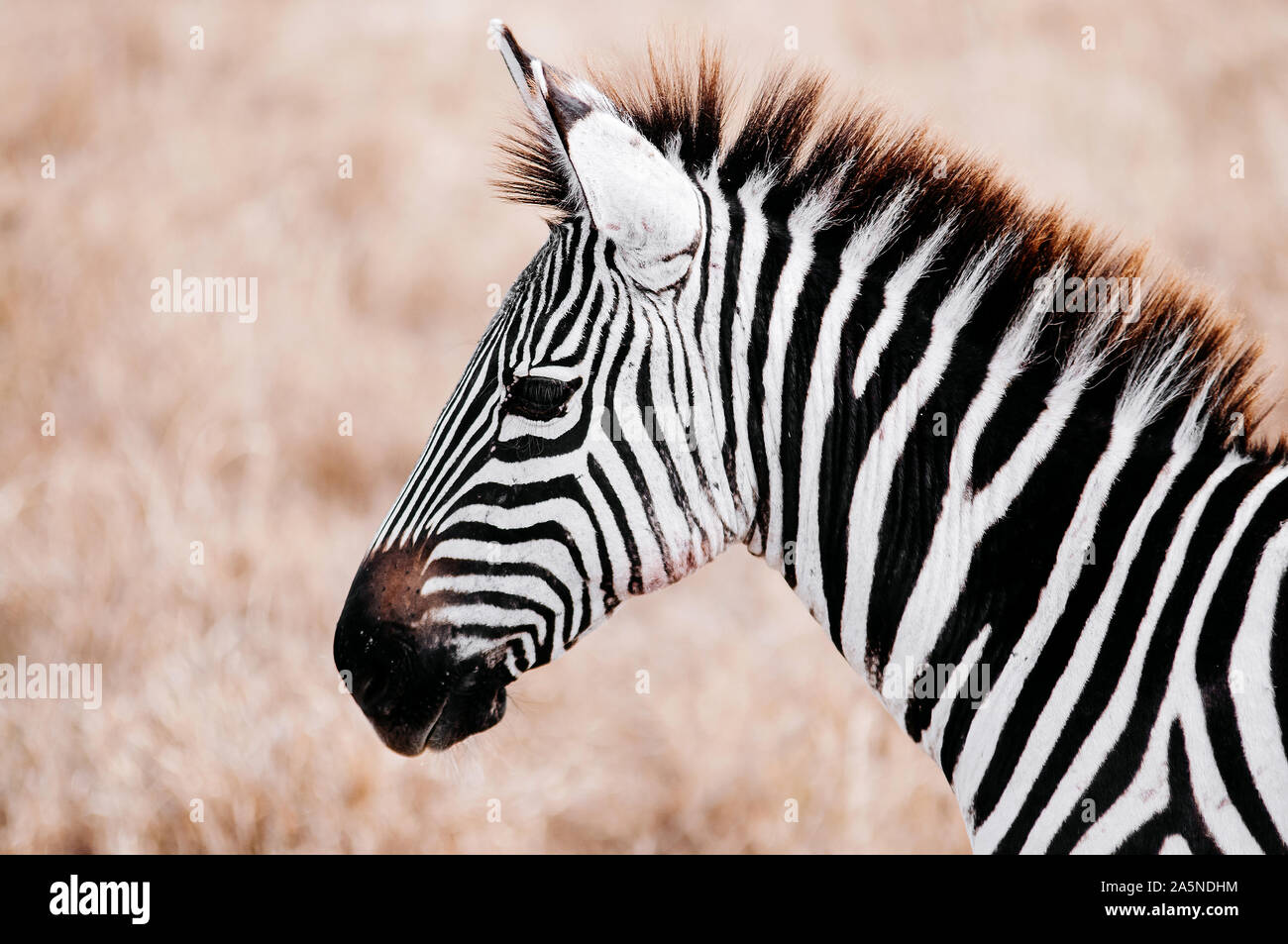 Beautiful zebra head shot in golden grass field in Ngorongoro ...