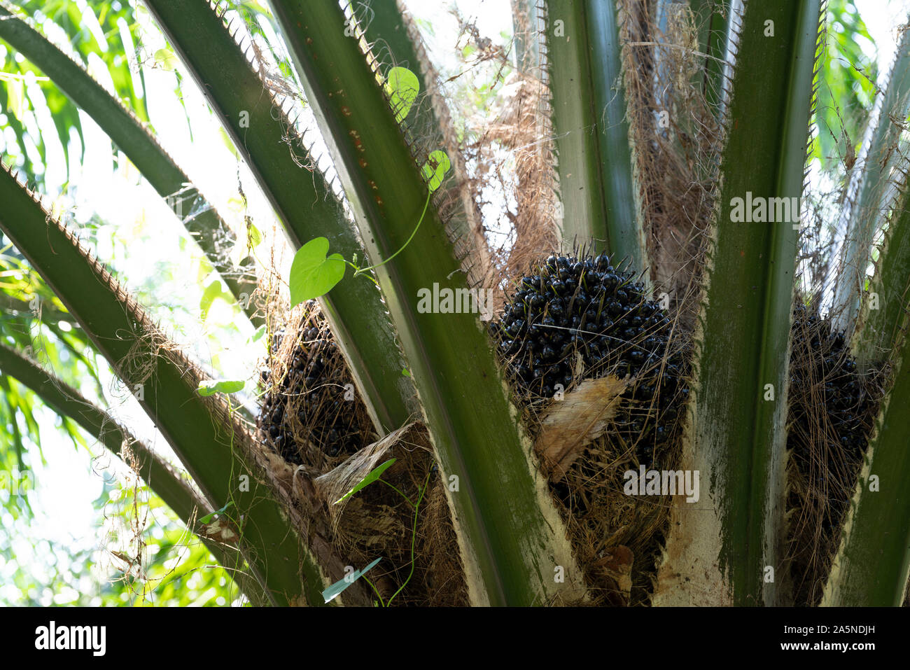African oil palm tree hi-res stock photography and images - Alamy