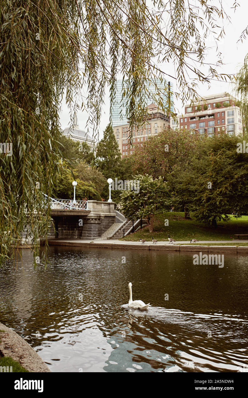 Boston swan pond hi-res stock photography and images - Alamy