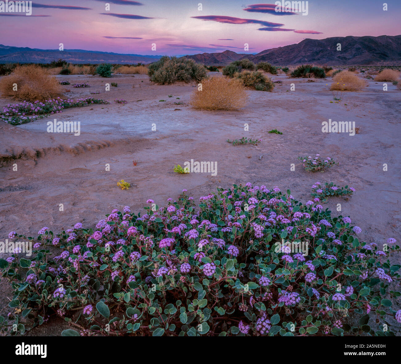 Dawn, Verbena, Saratoga Springs, Death Valley National Park, California ...