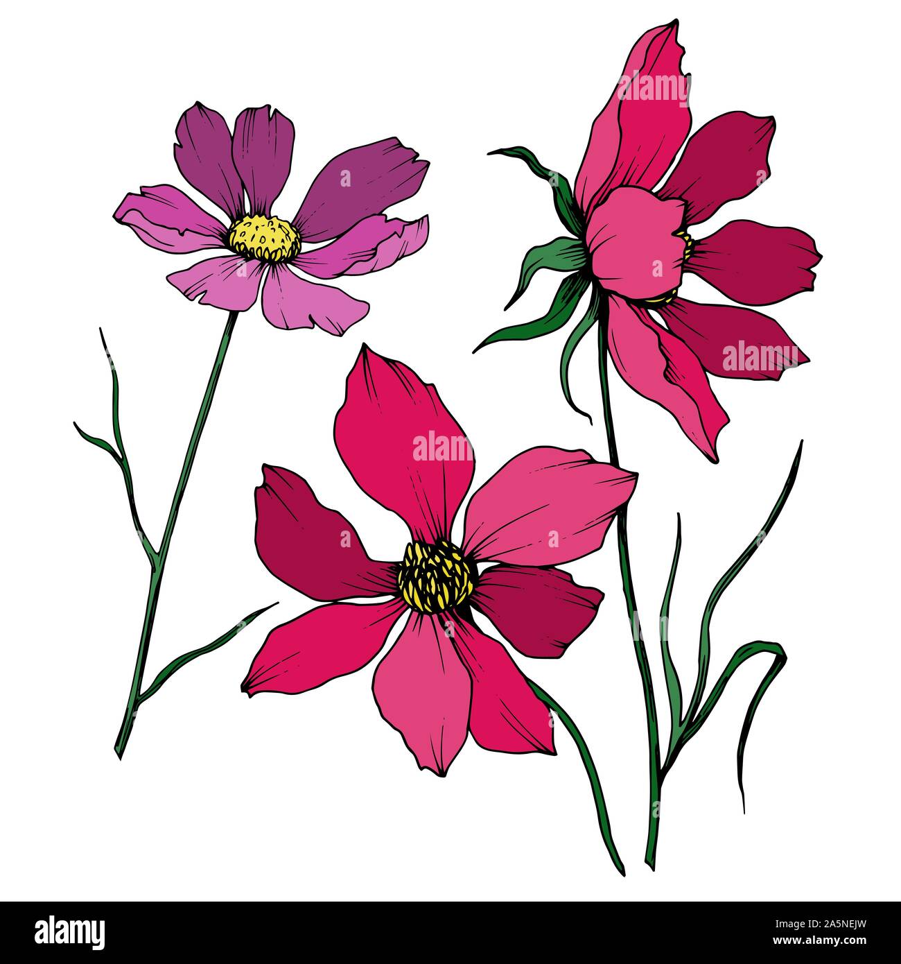 Vector Cosmos floral botanical flowers. Black and white engraved ink ...