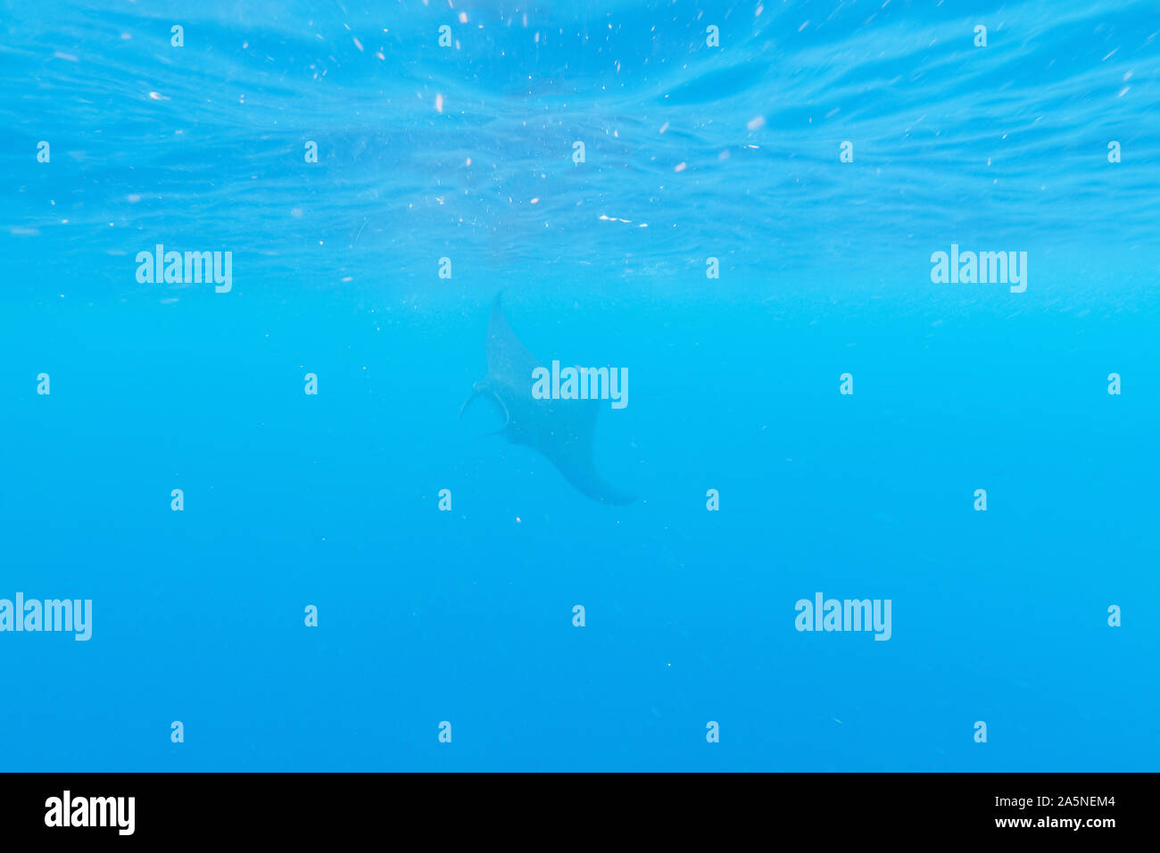 Blue skate fish hi-res stock photography and images - Alamy