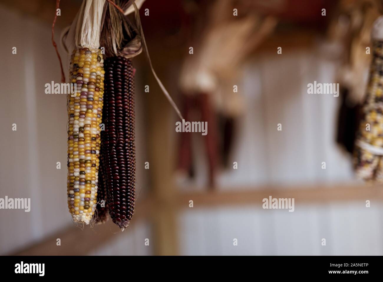 A closeup shot of different types of corn with a blurred background ...