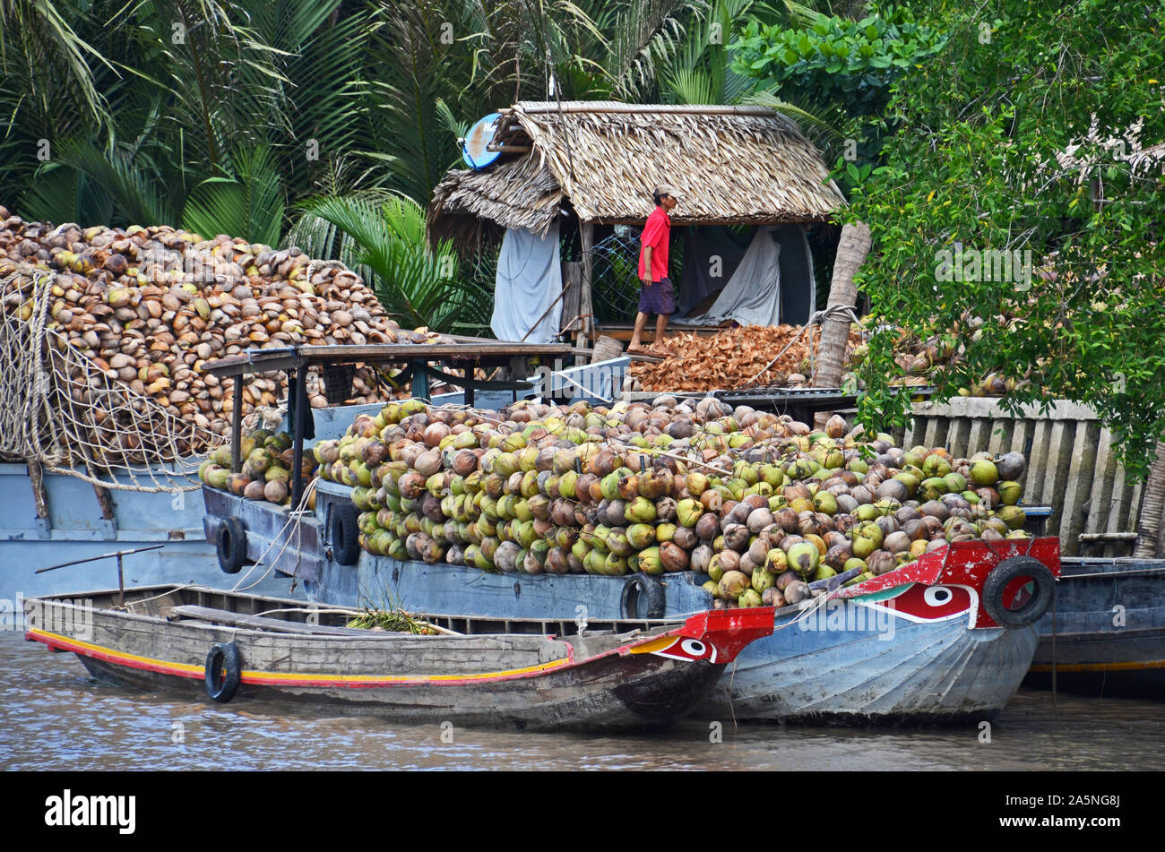 Boat loaded with coconuts in the Mekong Delta between Ben Tre and Tra ...