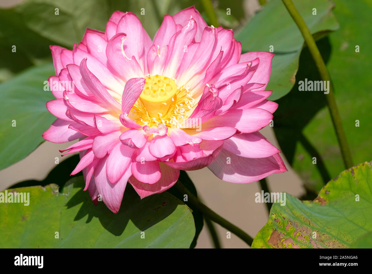 Single flower of Nelumbo nucifera, Indian lotus, sacred lotus, bean of ...