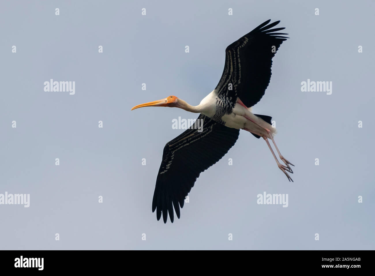 Canon bird hi-res stock photography and images - Alamy