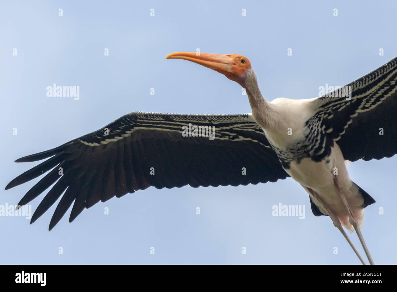 Canon bird hi-res stock photography and images - Alamy