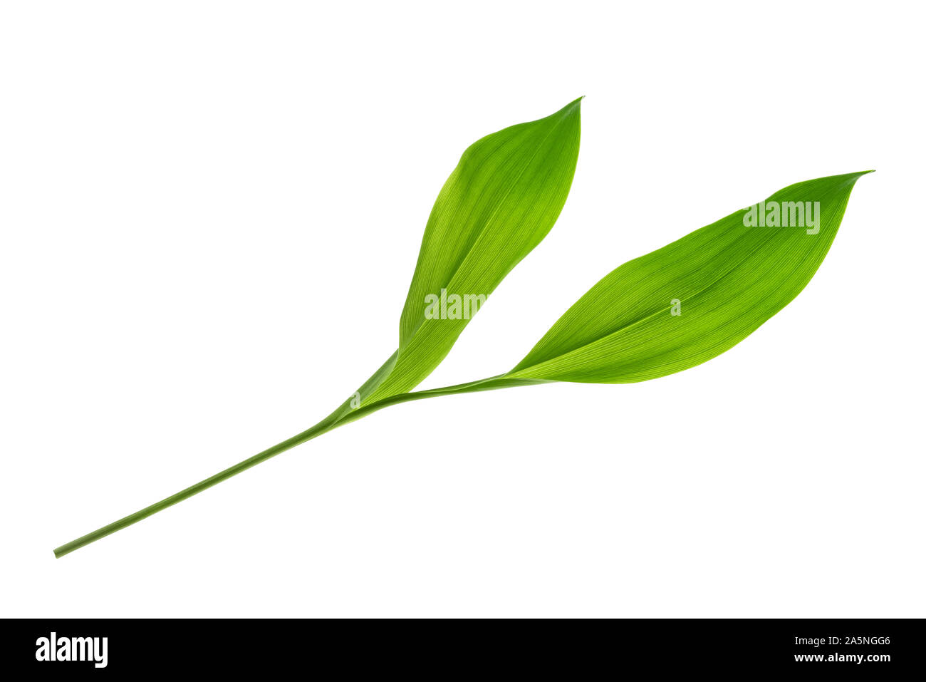 May bells leaves isolated on white Stock Photo - Alamy