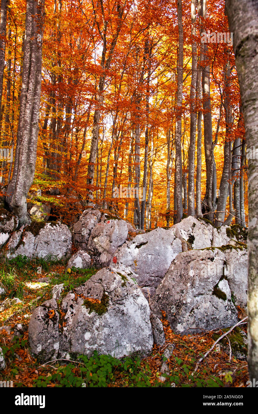 beautiful background of golden autumn forest Stock Photo - Alamy