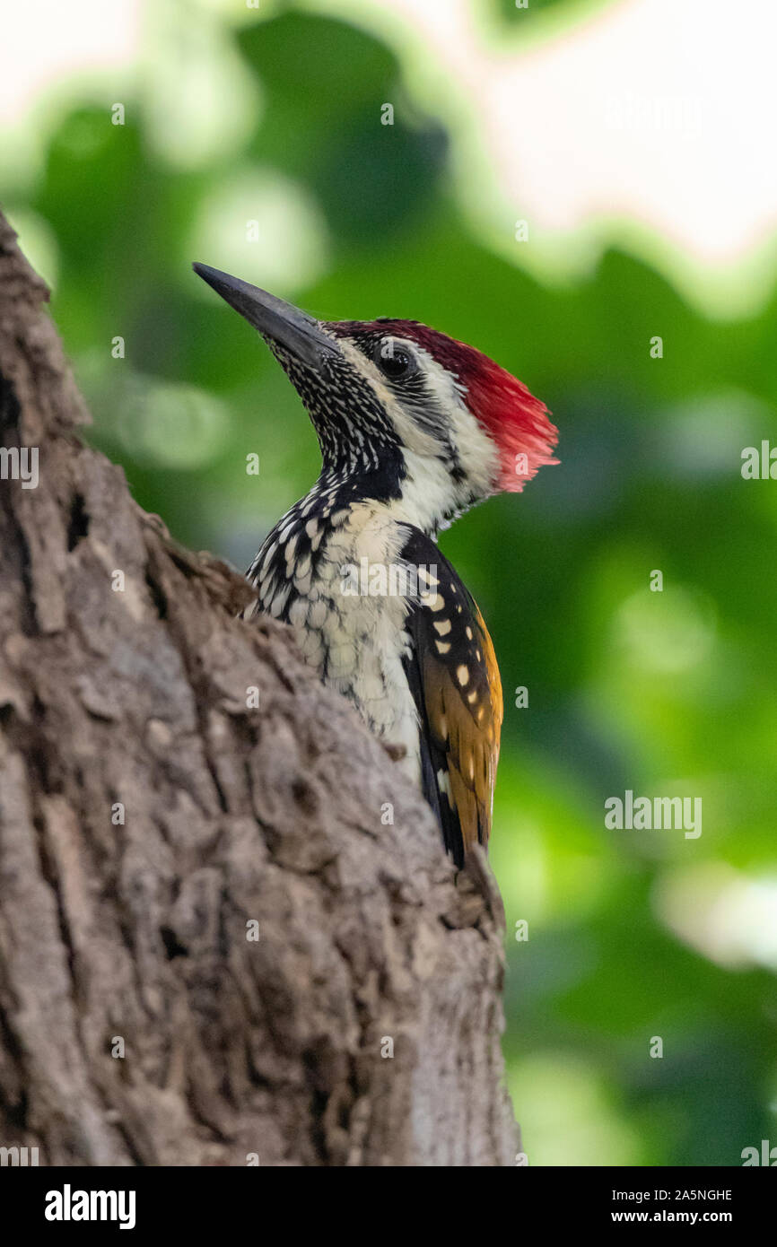 Golden backed woodpecker hi-res stock photography and images - Alamy