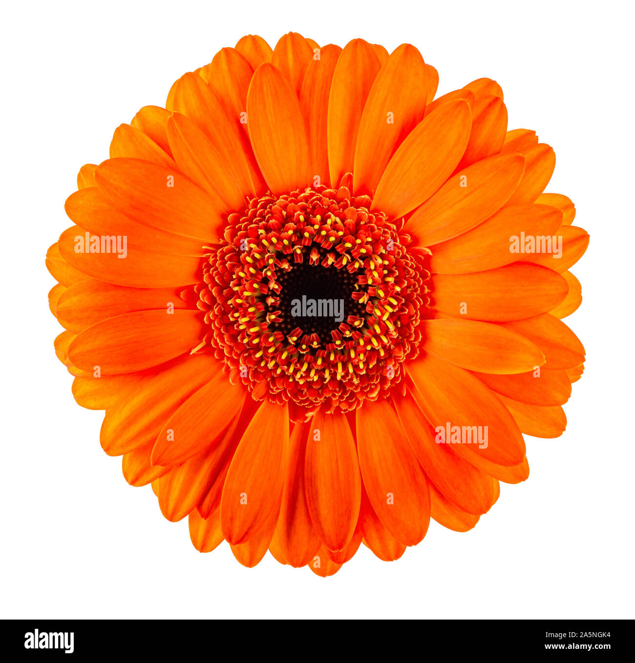 Orange Gerbera flower head isolated on white background Stock Photo - Alamy